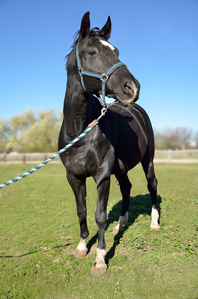 Dynamite’s Equine Foundation Program – Dynamite Specialty Products