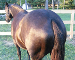 Mardi Gras’s Dynamite Fight Against EMS – Dynamite Specialty Products