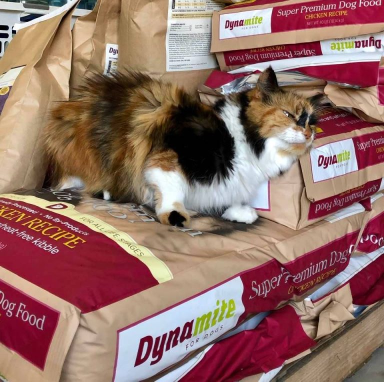 “Solstice” The Cat, Rescued with a Dynamite Turn-Around – Dynamite ...
